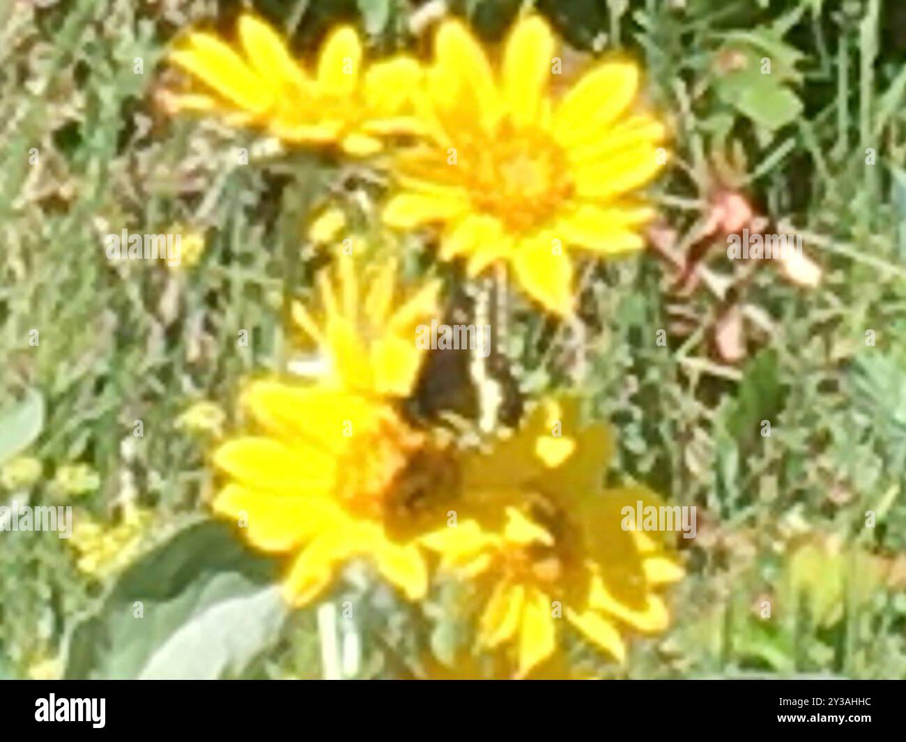 Indra Swallowtail (Papilio indra) Insecta Stock Photo - Alamy