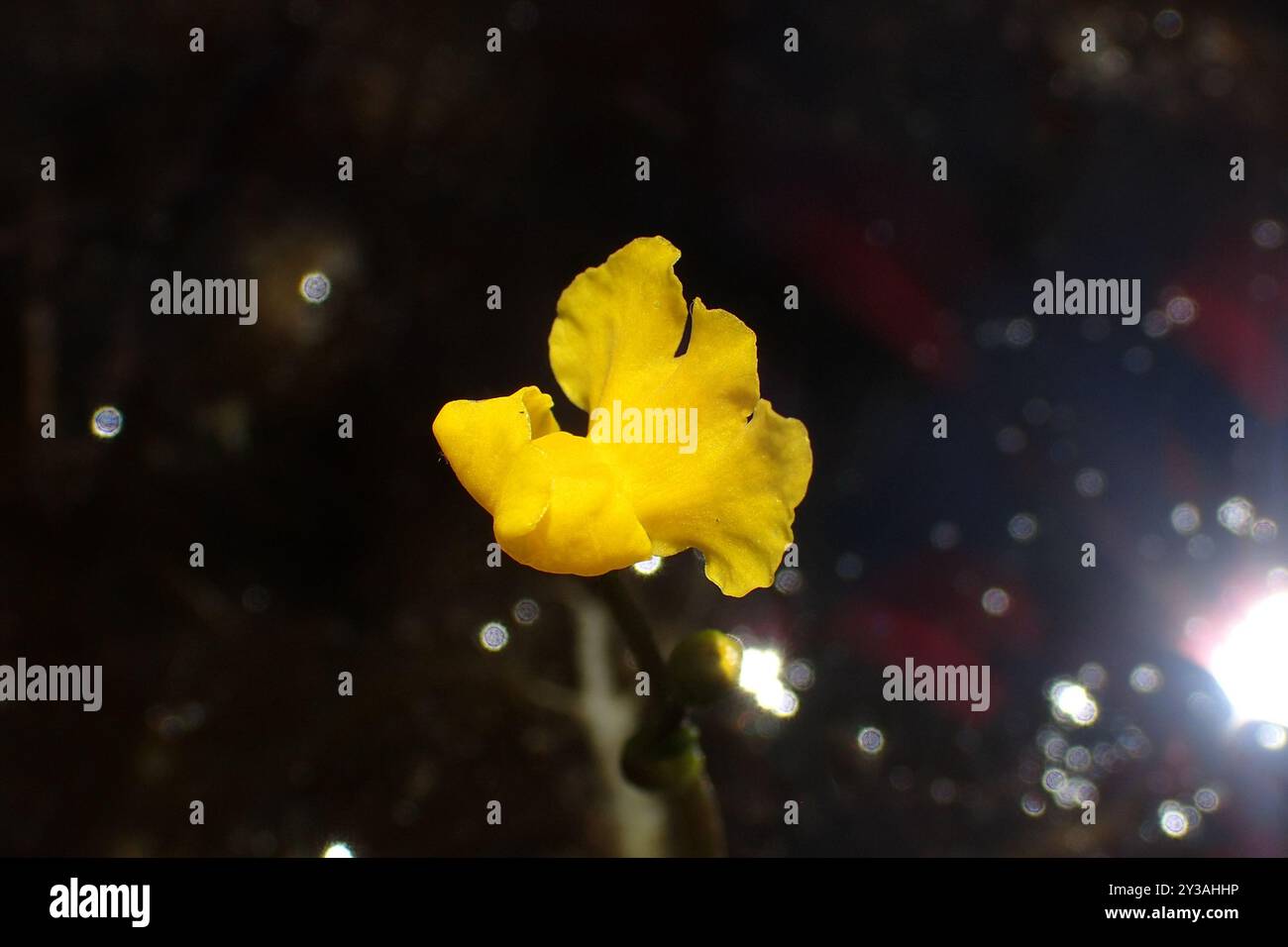 Small Swollen Bladderwort (Utricularia radiata) Plantae Stock Photo - Alamy