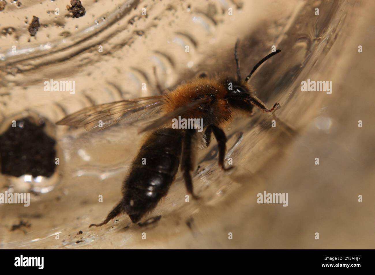 Mining Bees (Andrena) Insecta Stock Photo - Alamy
