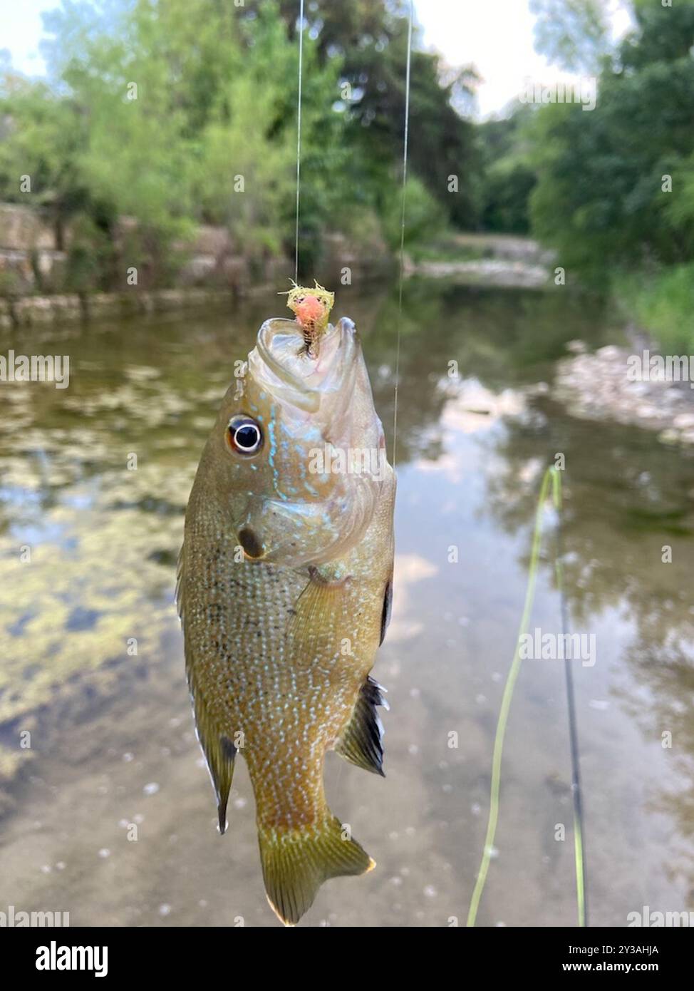 Green Sunfish (Lepomis cyanellus) Actinopterygii Stock Photo - Alamy