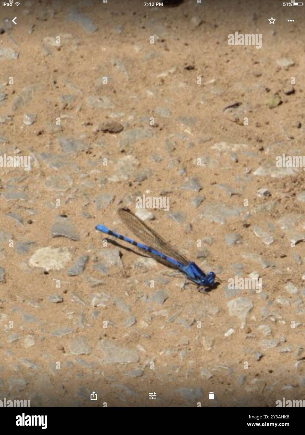 Springwater Dancer (Argia funebris) Insecta Stock Photo - Alamy