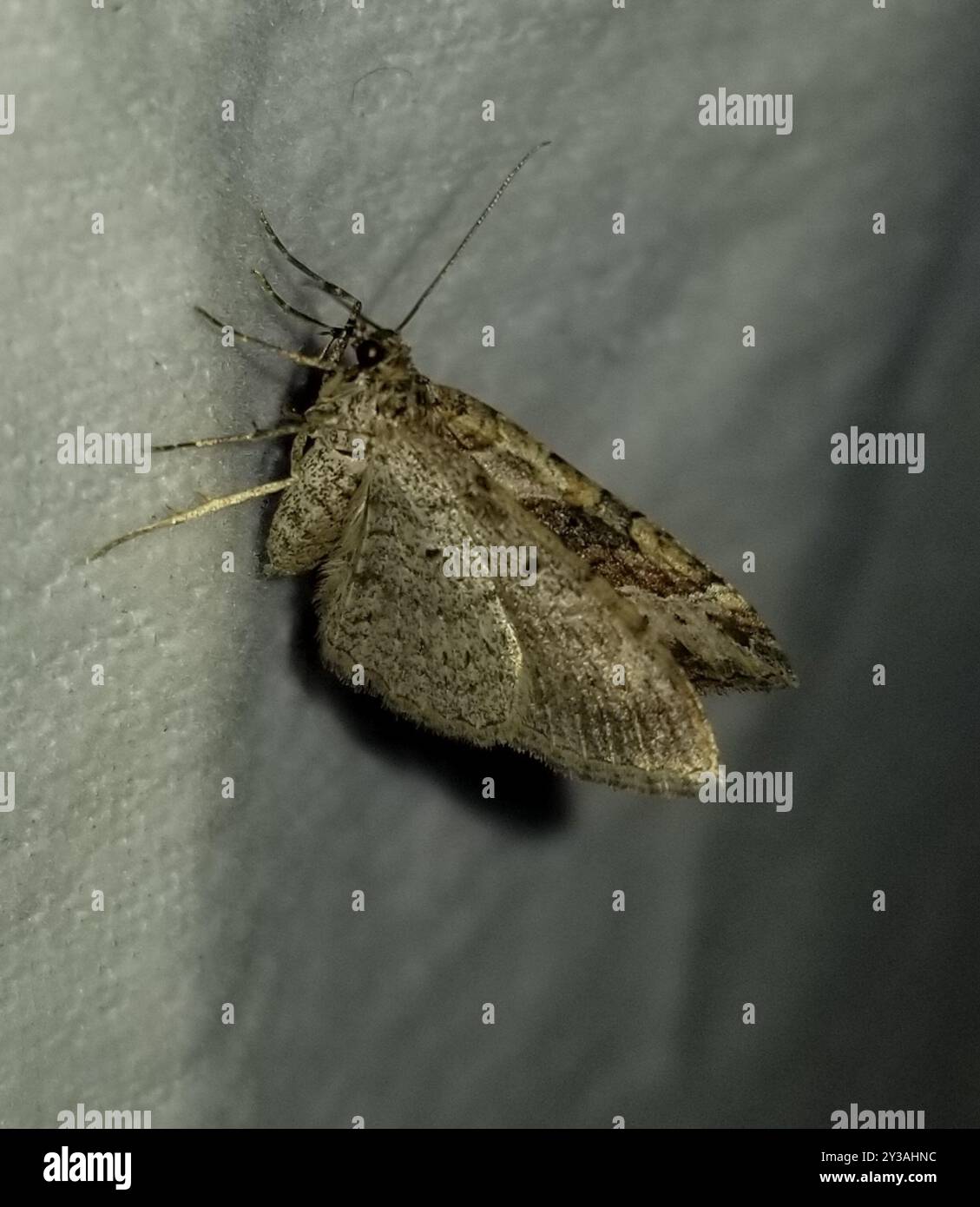 Bent-lined Carpet (Costaconvexa centrostrigaria) Insecta Stock Photo ...