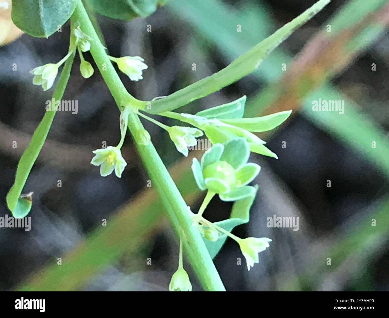 Smartweed Leafflower (Phyllanthus polygonoides) Plantae Stock Photo - Alamy