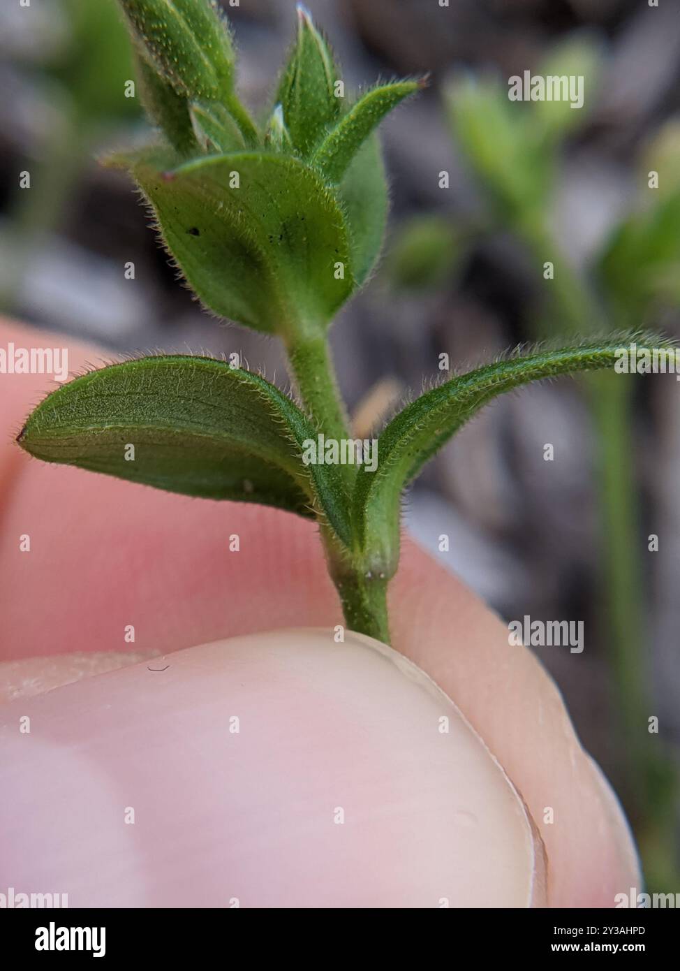 Dwarf Mouse-ear (Cerastium pumilum) Plantae Stock Photo - Alamy