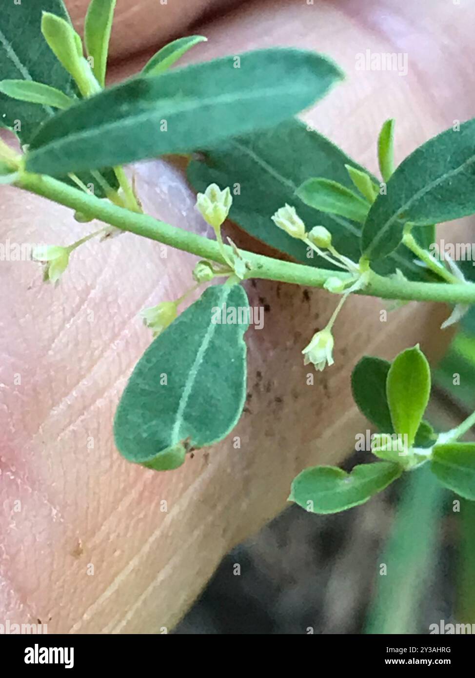 Smartweed Leafflower (Phyllanthus polygonoides) Plantae Stock Photo - Alamy