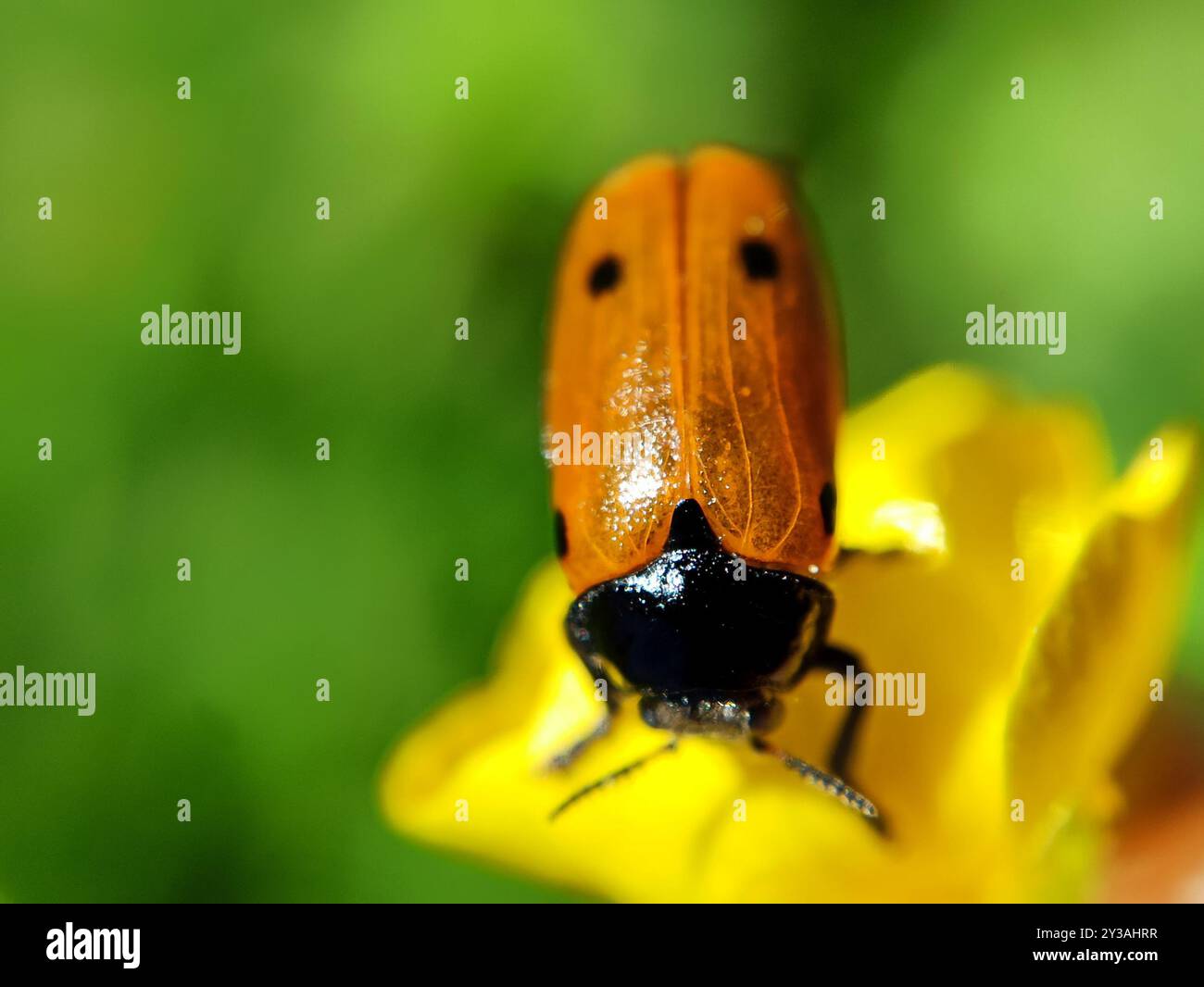 Four Spotted Leaf Beetle (Clytra quadripunctata) Insecta Stock Photo ...