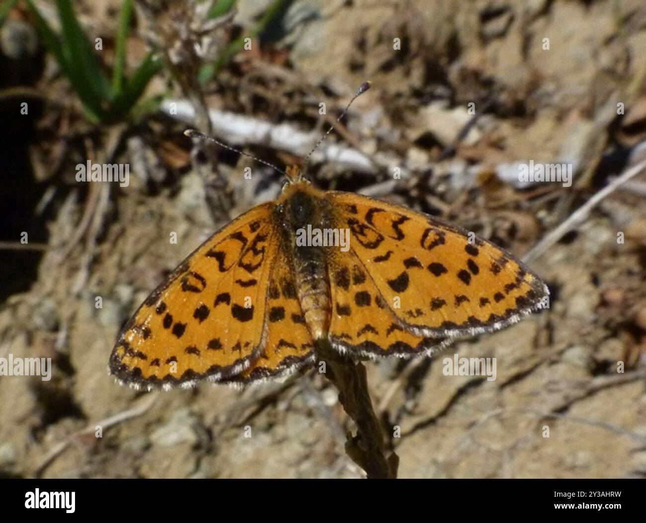 Lesser Spotted Fritillary (Melitaea trivia) Insecta Stock Photo - Alamy