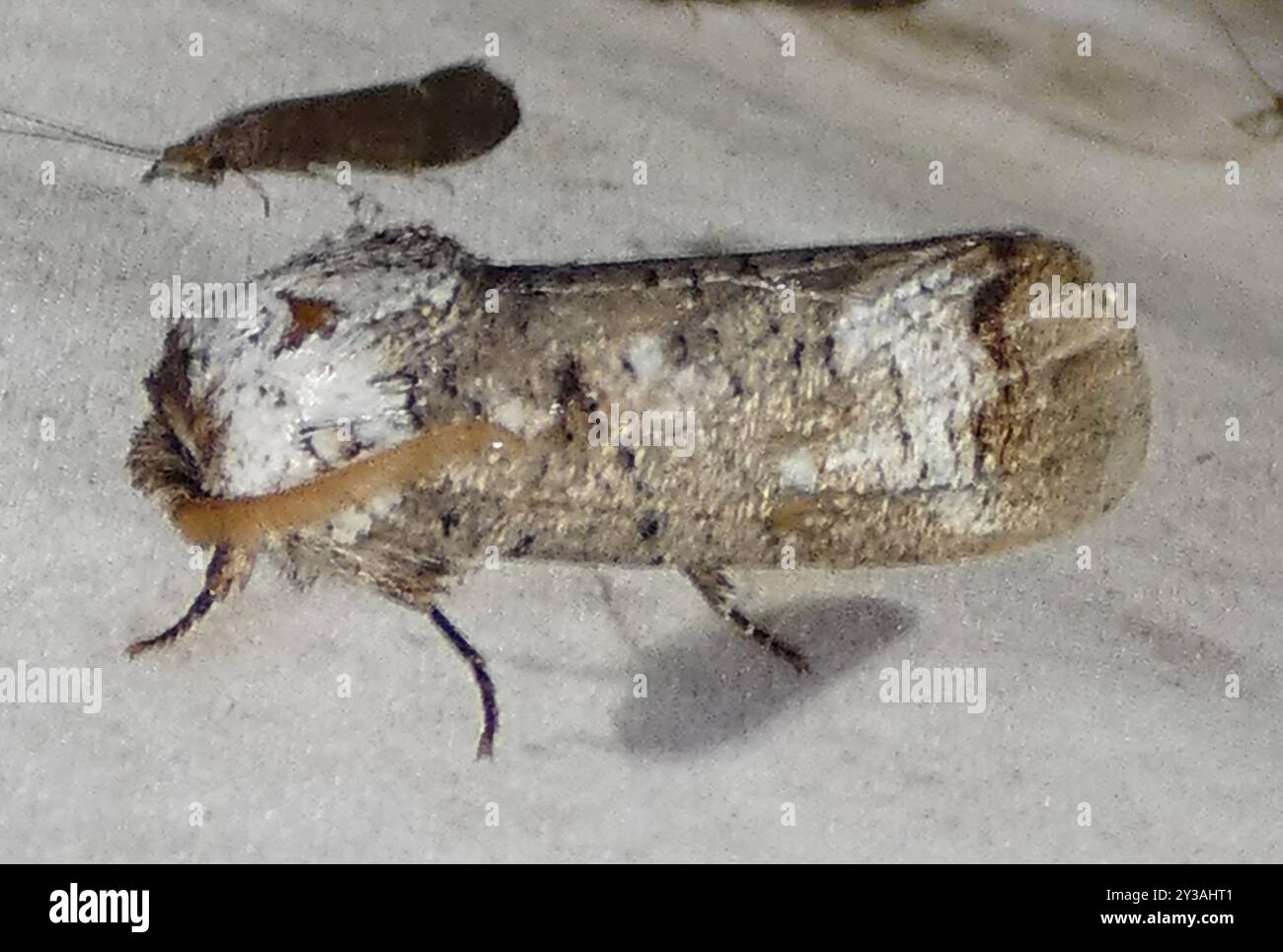 Pecan Carpenterworm Moth (Cossula magnifica) Insecta Stock Photo - Alamy