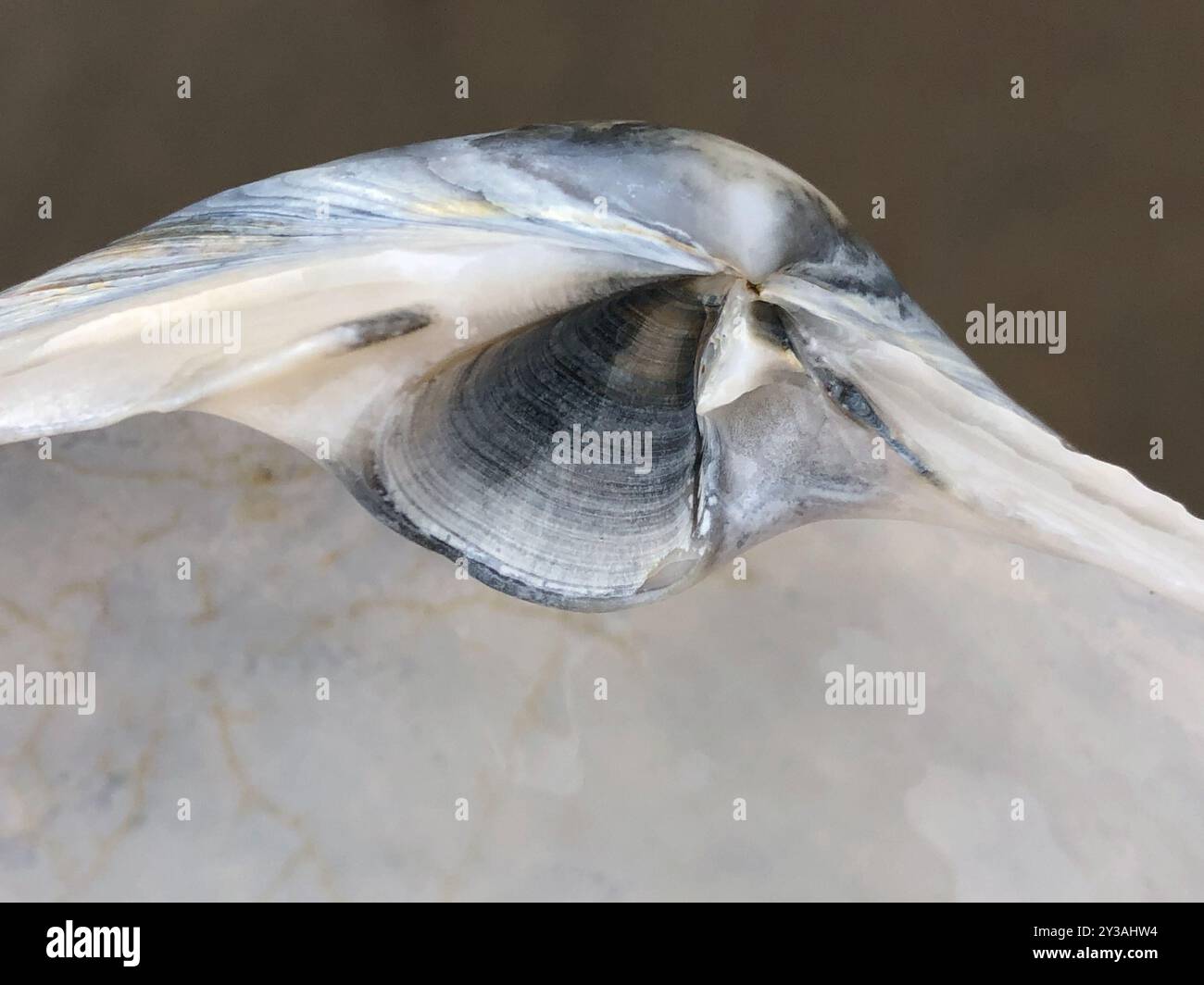 Dish Surfclam (Mactromeris catilliformis) Mollusca Stock Photo - Alamy