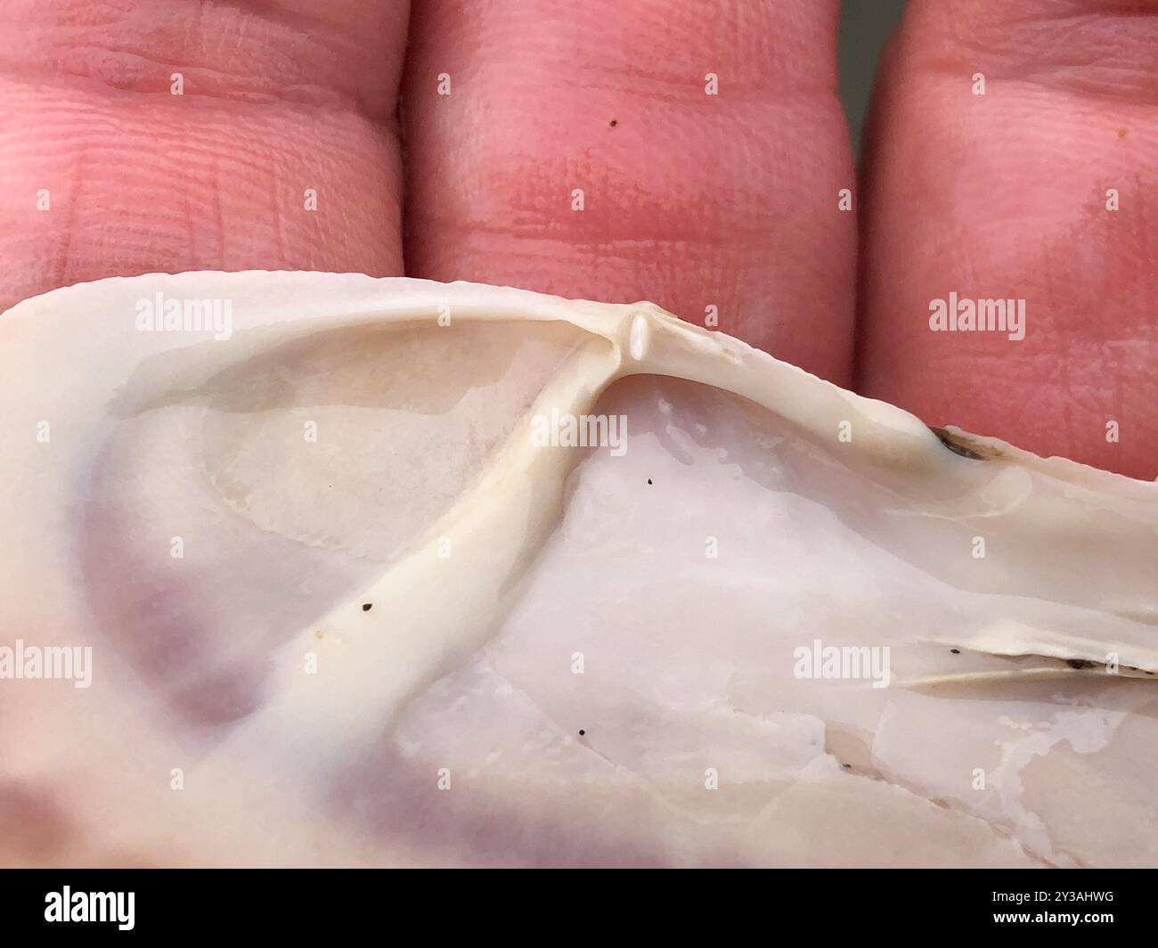 Pacific Razor Clam (Siliqua patula) Mollusca Stock Photo - Alamy