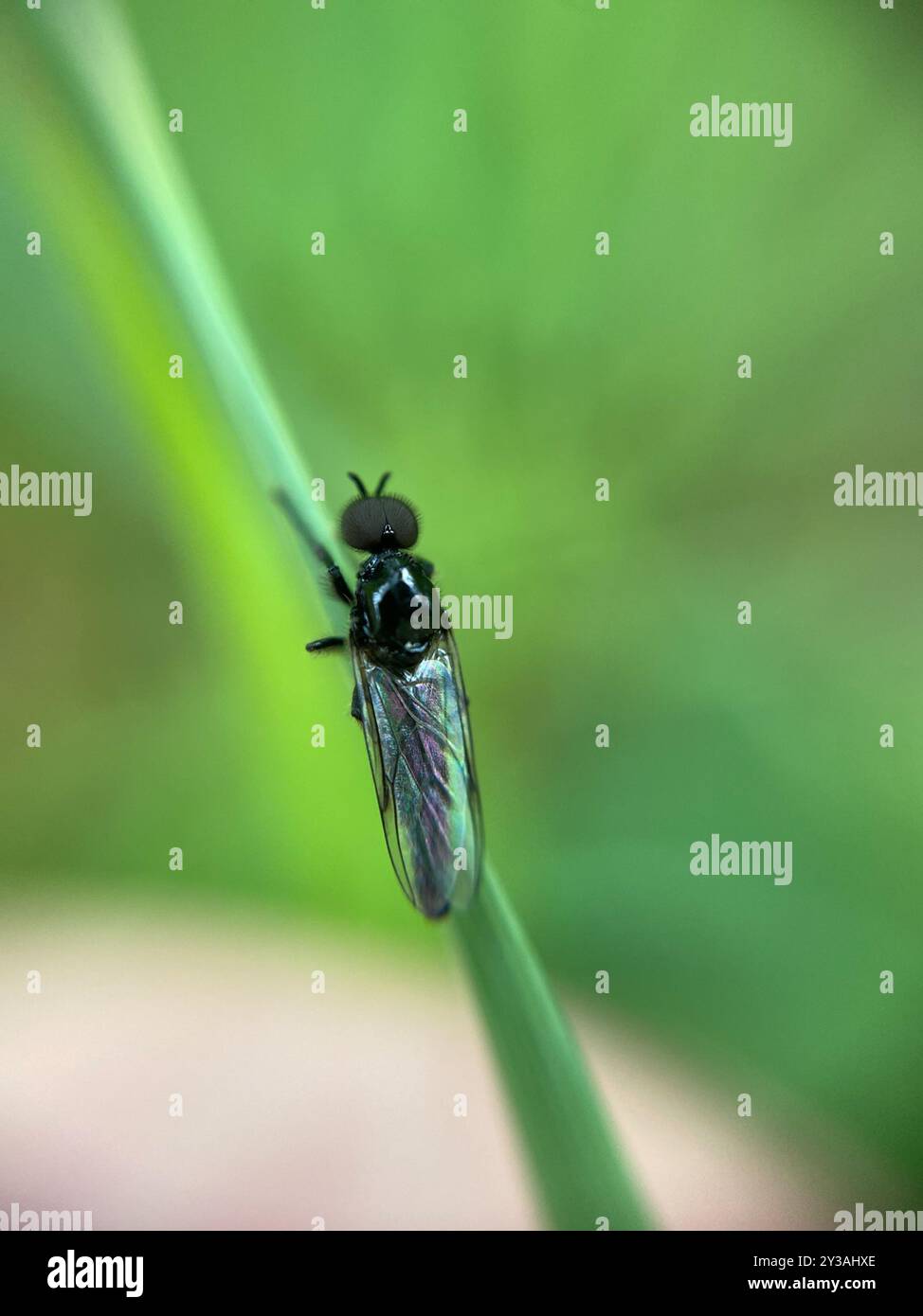 March Flies (Bibionidae) Insecta Stock Photo - Alamy