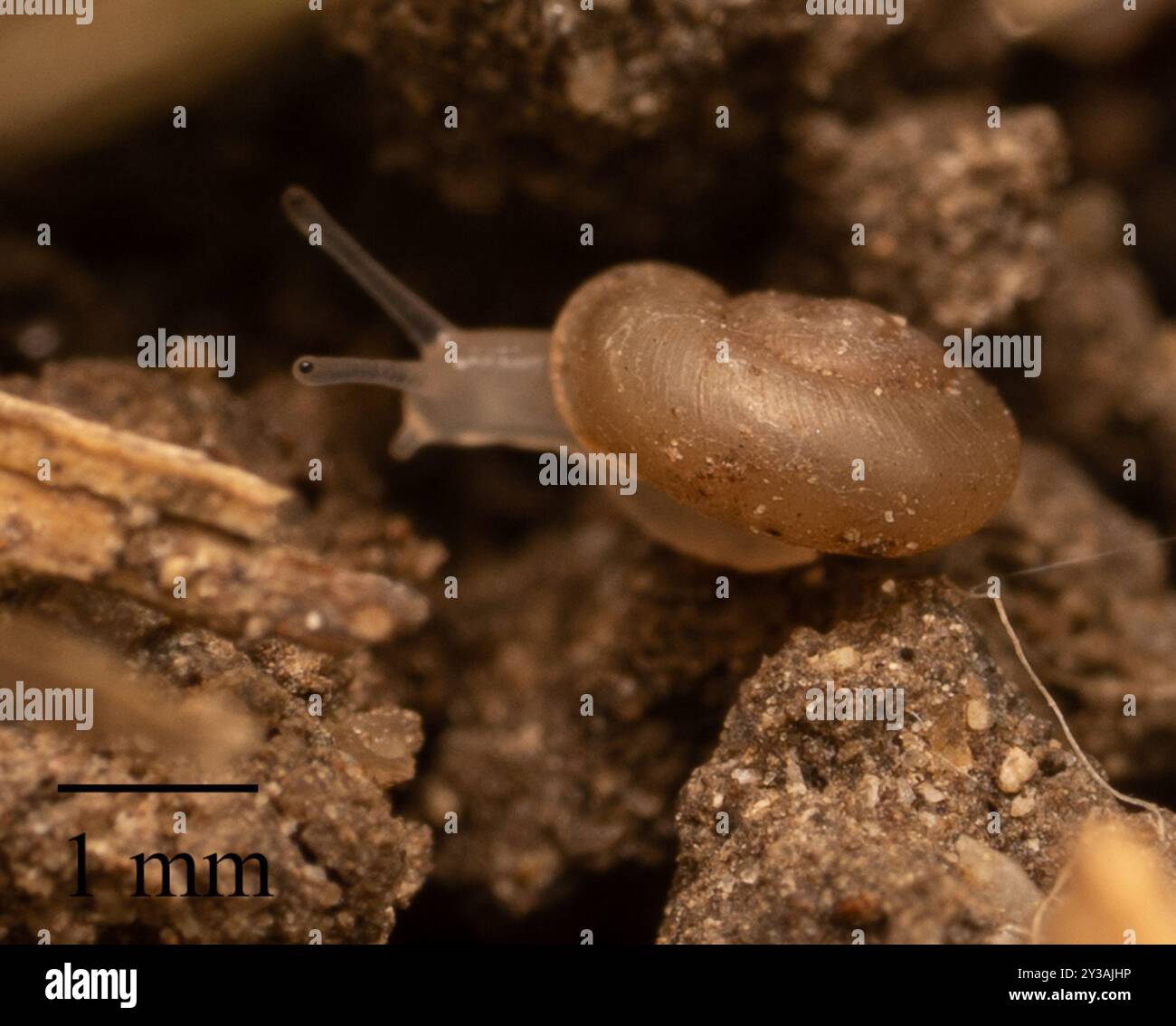 Grass-snails (Vallonia) Mollusca Stock Photo - Alamy