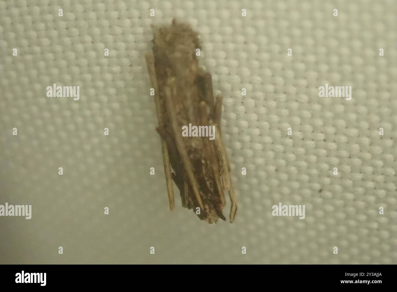Common Bagworm Moth (Psyche casta) Insecta Stock Photo - Alamy