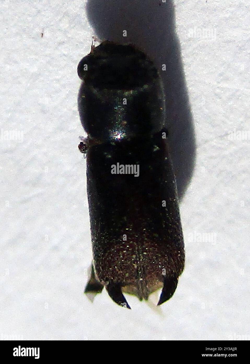 Auger Beetles (Bostrichidae) Insecta Stock Photo - Alamy