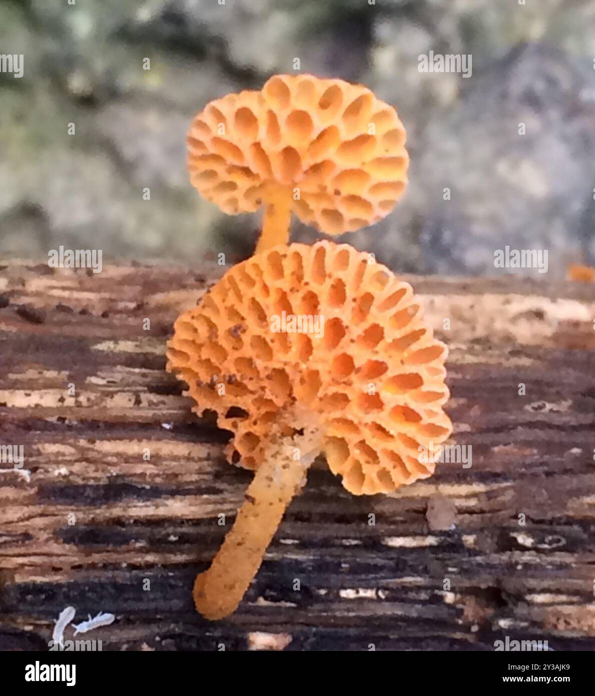 orange pore fungus (Favolaschia claudopus) Fungi Stock Photo - Alamy