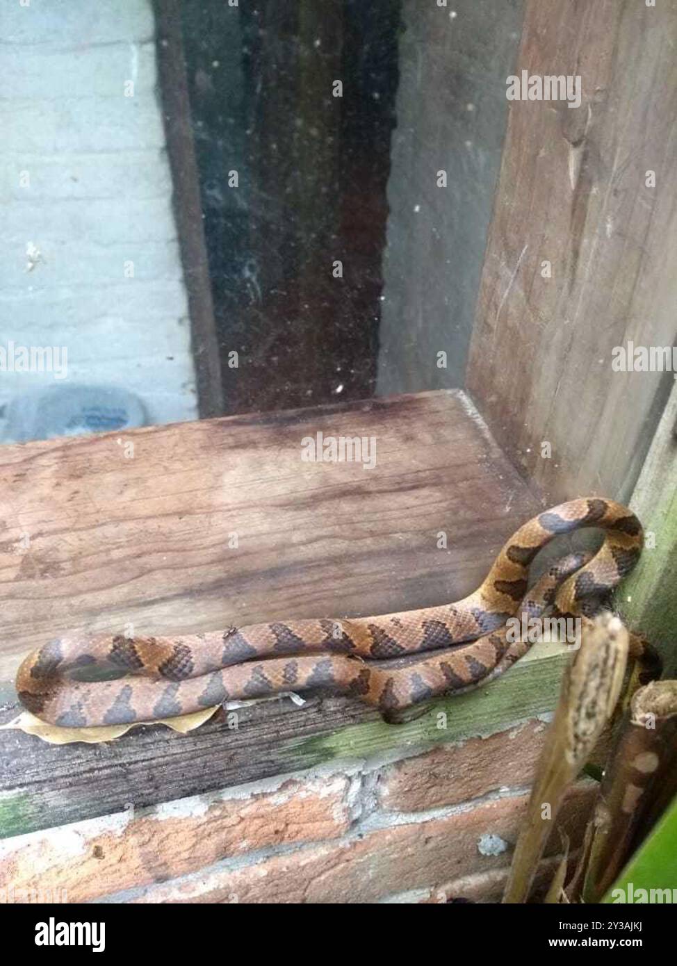 Cat-eyed Snakes (Leptodeira) Reptilia Stock Photo - Alamy