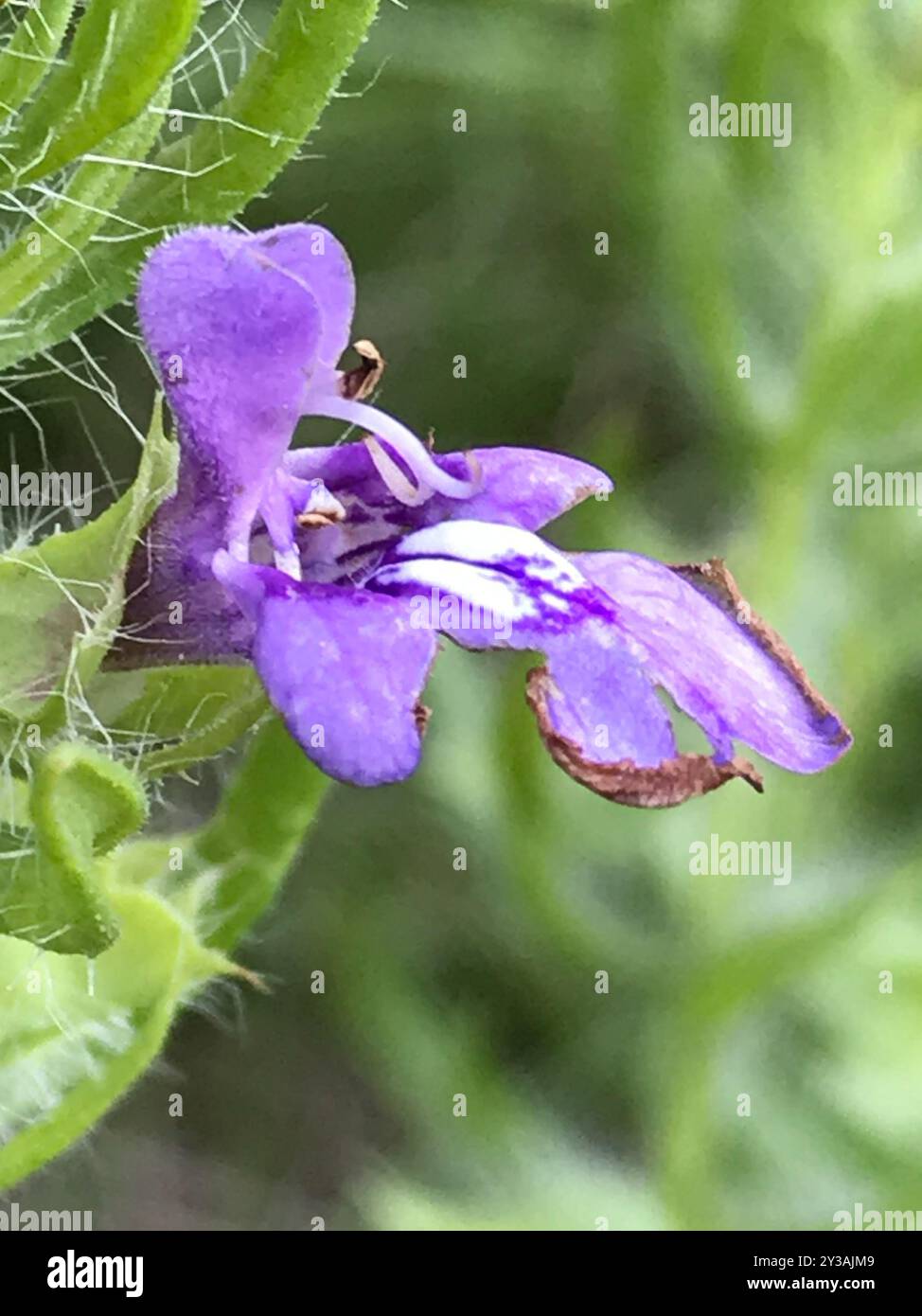 Texas Sage (Salvia texana) Plantae Stock Photo - Alamy
