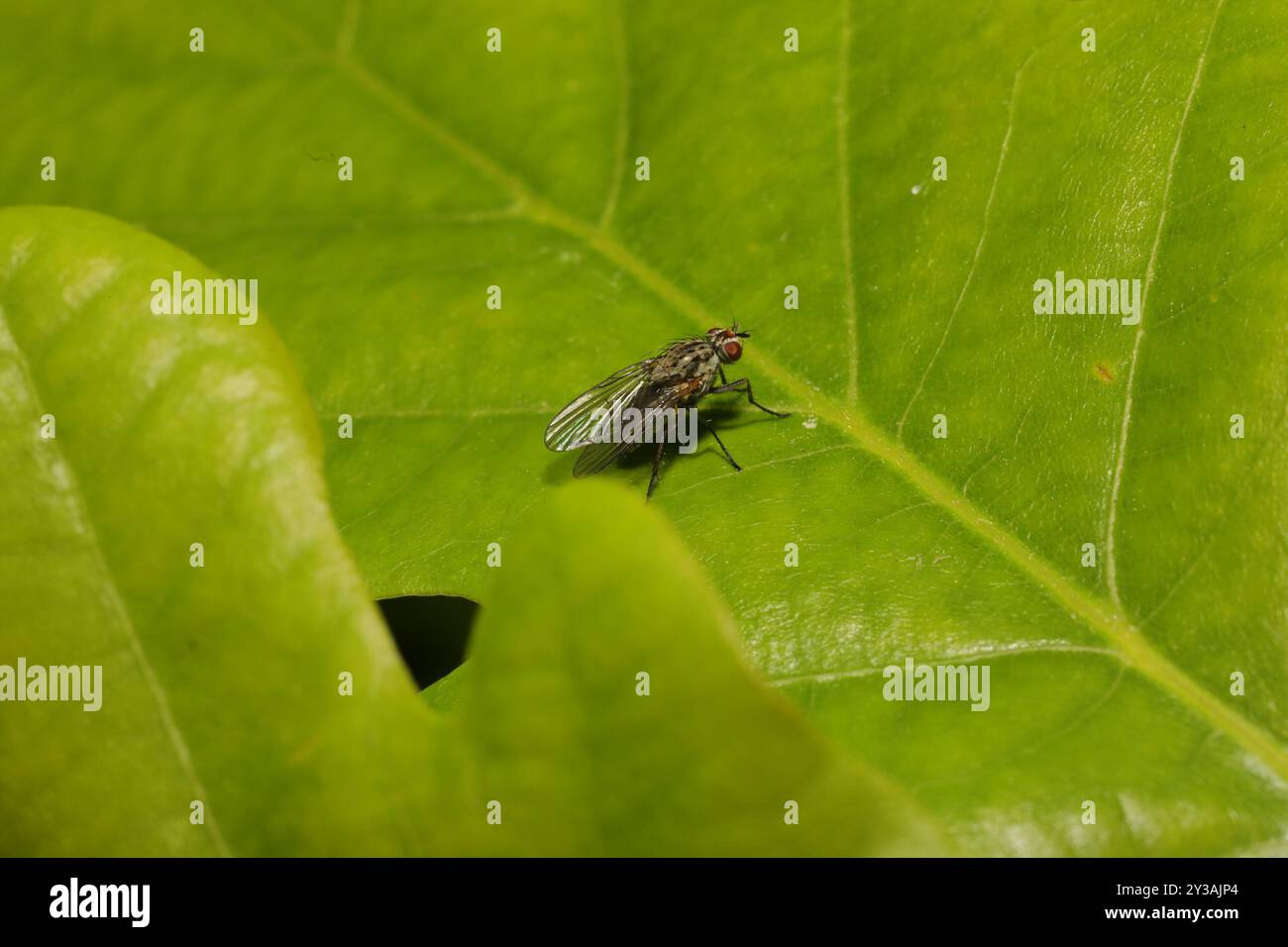 Root-maggot Flies (Anthomyiidae) Insecta Stock Photo - Alamy