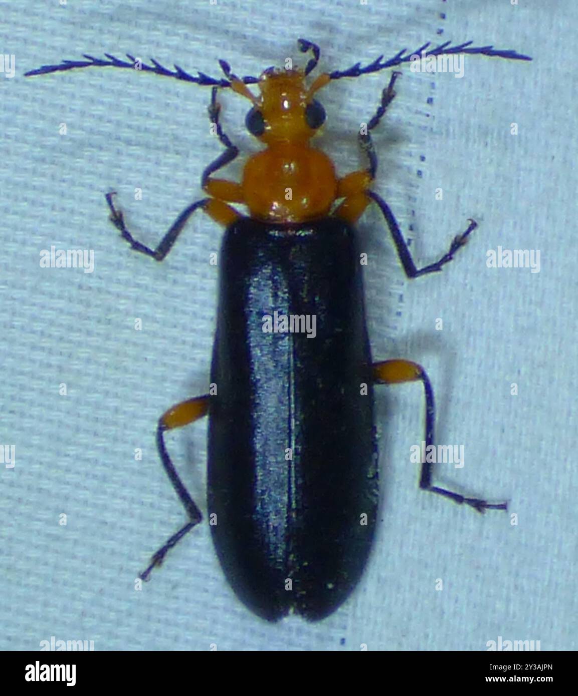 Thighed Fire-colored Beetle (Neopyrochroa femoralis) Insecta Stock ...