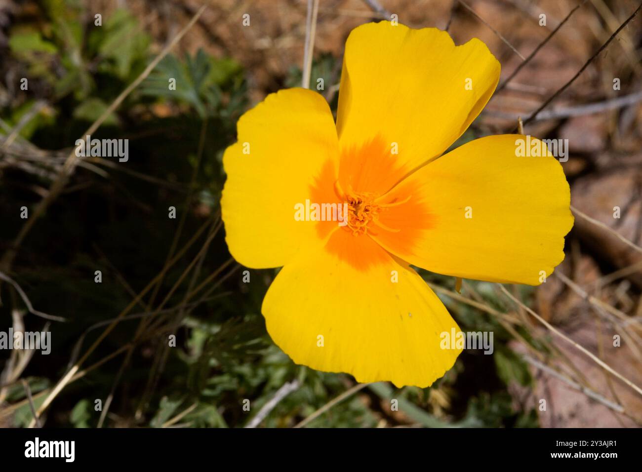 Mexican poppy (Eschscholzia californica mexicana) Plantae Stock Photo ...