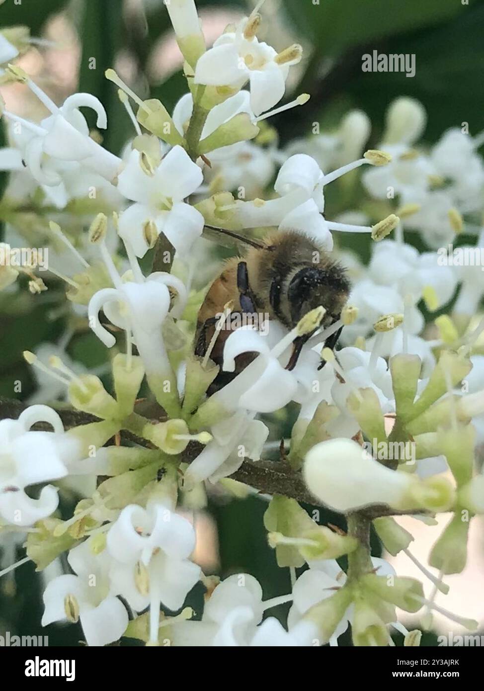 Western Honey Bee (Apis mellifera) Insecta Stock Photo - Alamy