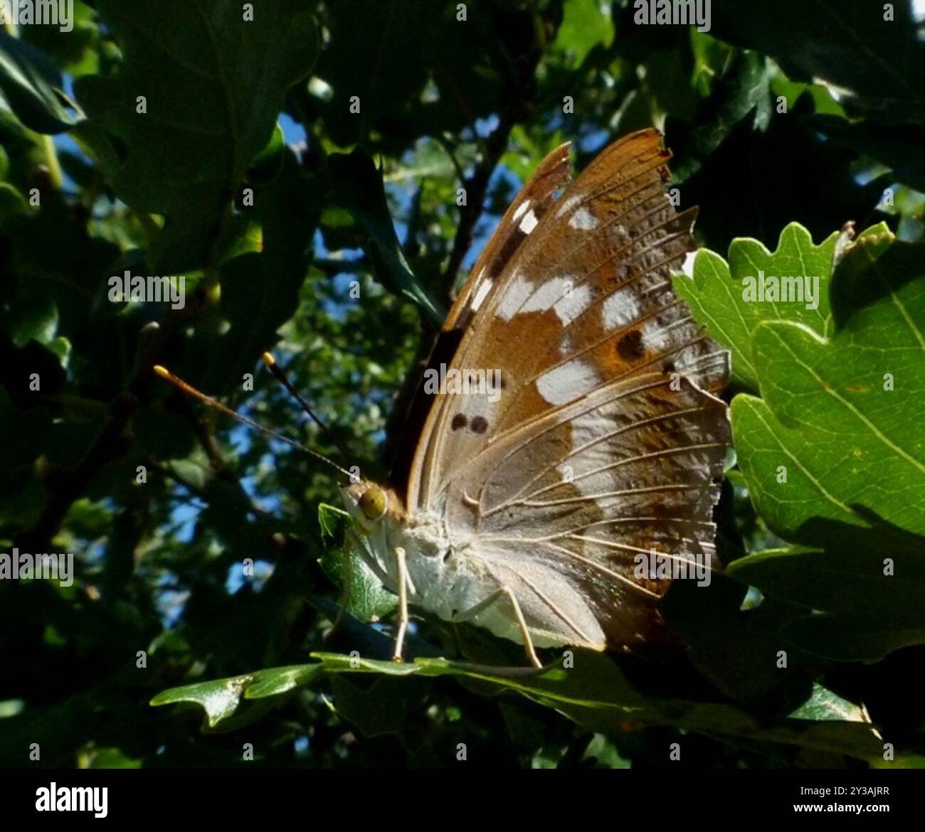 Lesser Purple Emperor (Apatura ilia) Insecta Stock Photo - Alamy