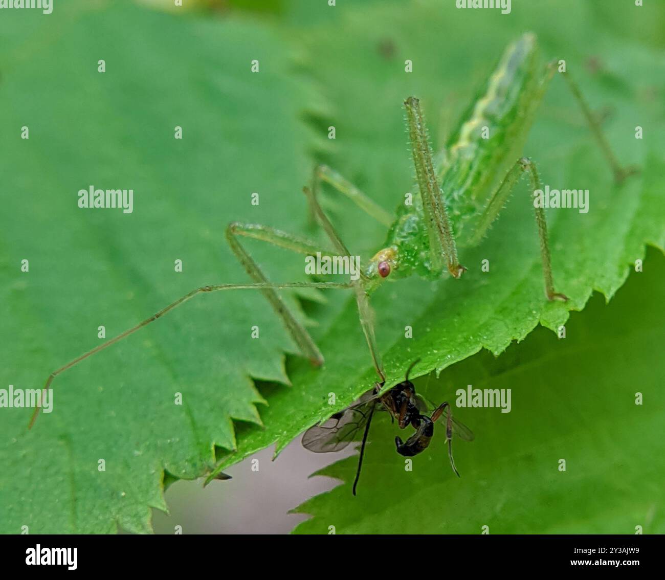 Pale Green Assassin Bug (Zelus luridus) Insecta Stock Photo - Alamy