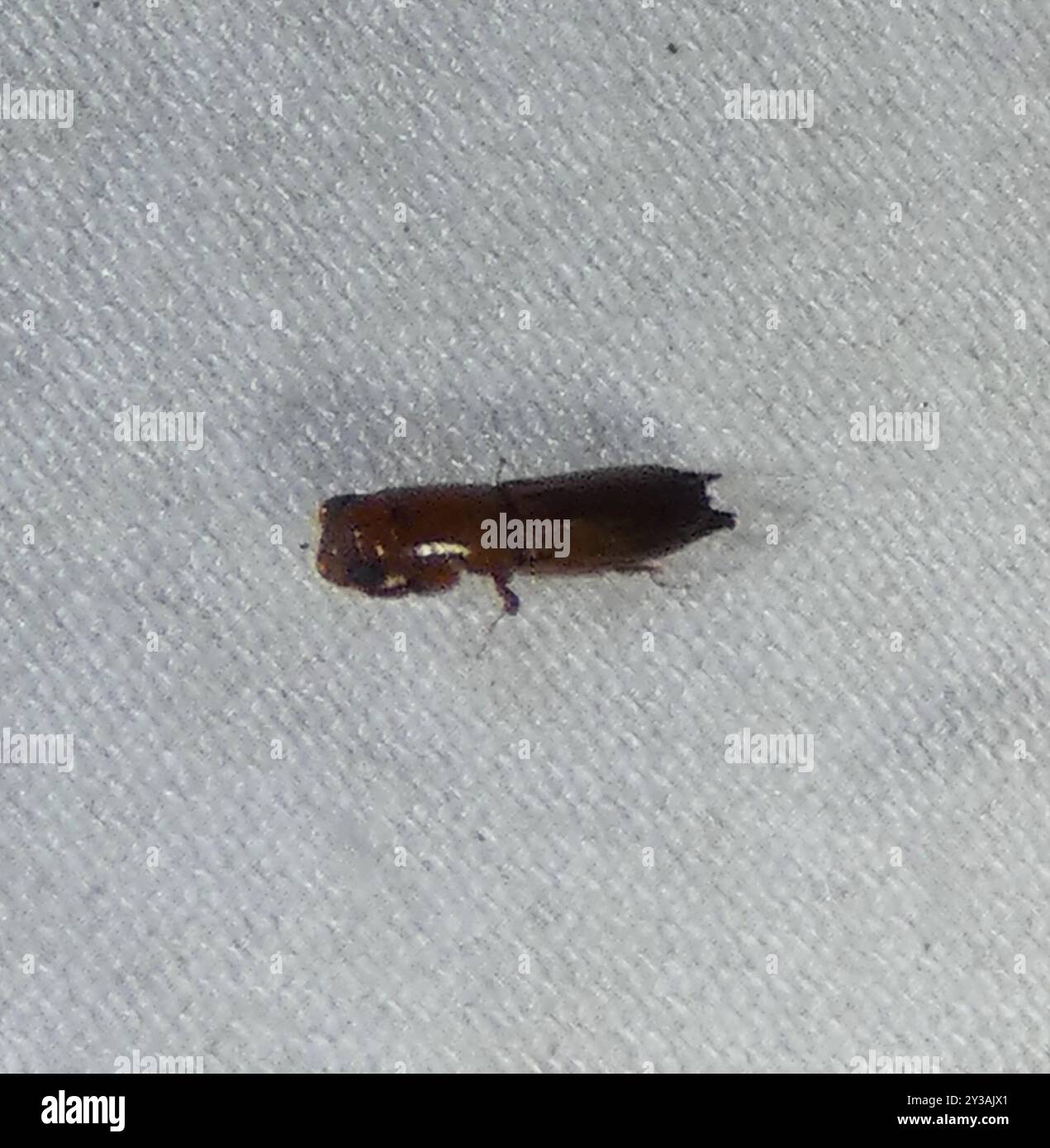 Pinhole Borer Beetles (Platypodinae) Insecta Stock Photo - Alamy