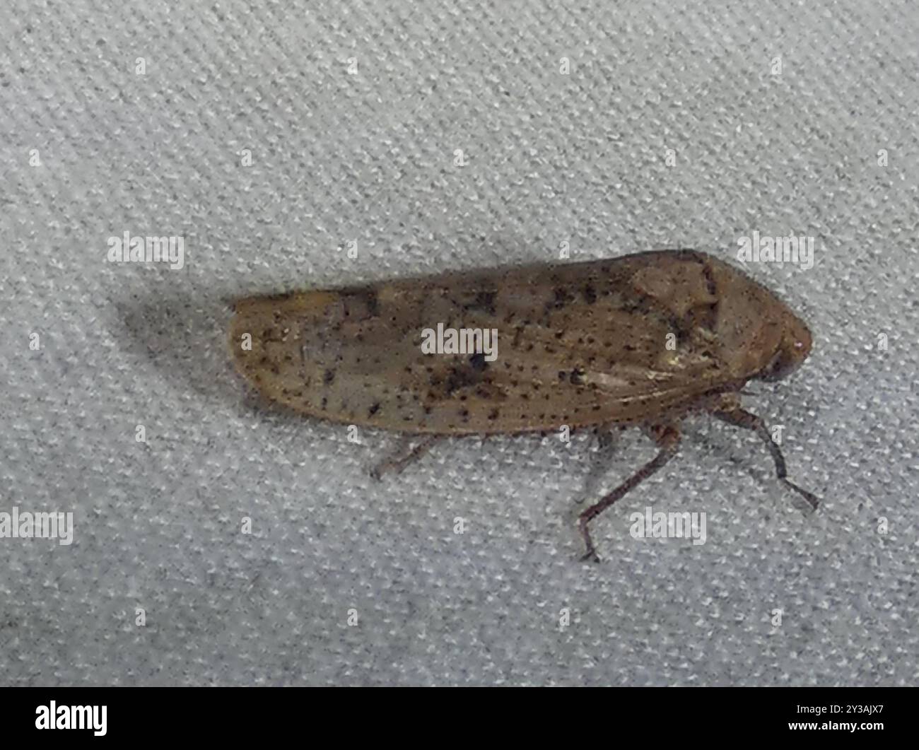 True Hoppers (Auchenorrhyncha) Insecta Stock Photo - Alamy