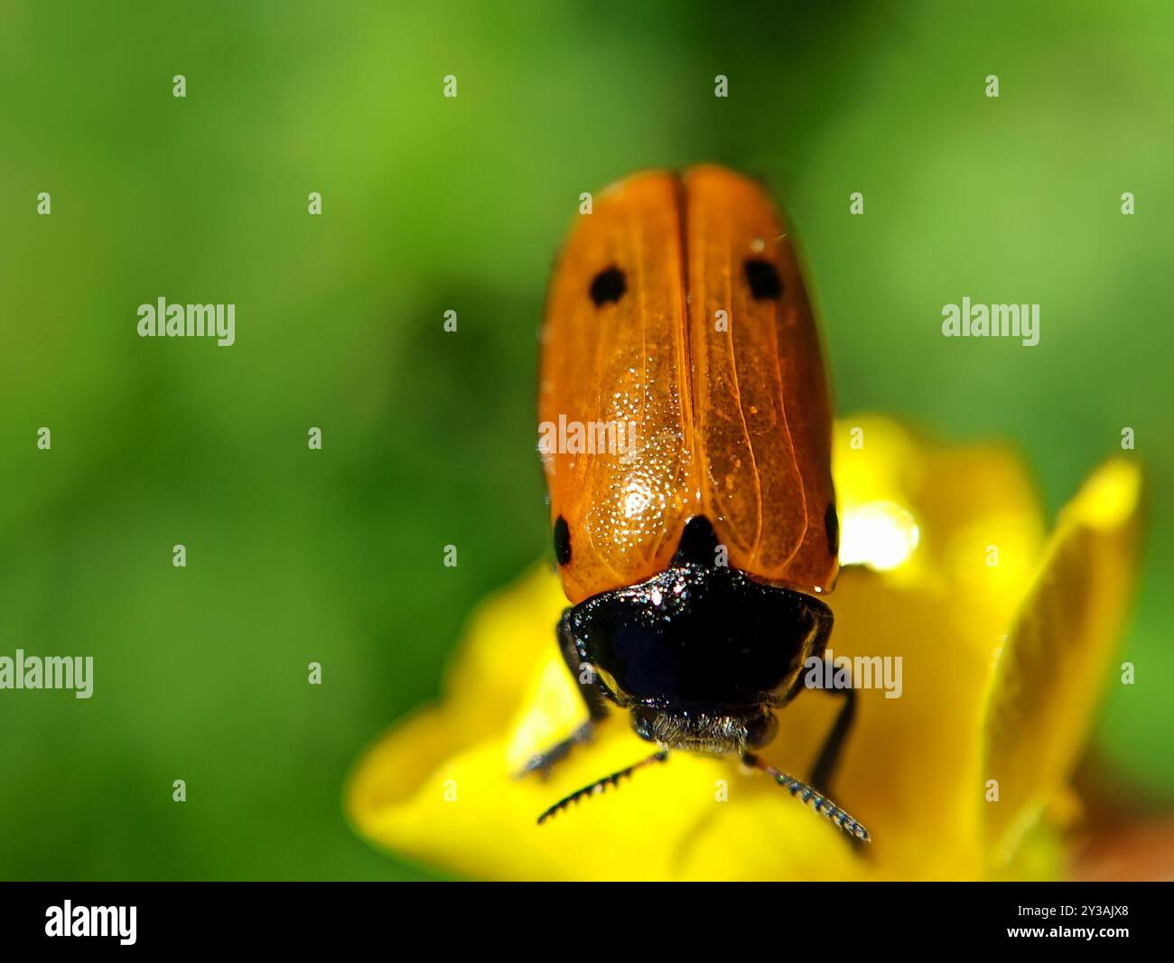 Four Spotted Leaf Beetle (Clytra quadripunctata) Insecta Stock Photo ...