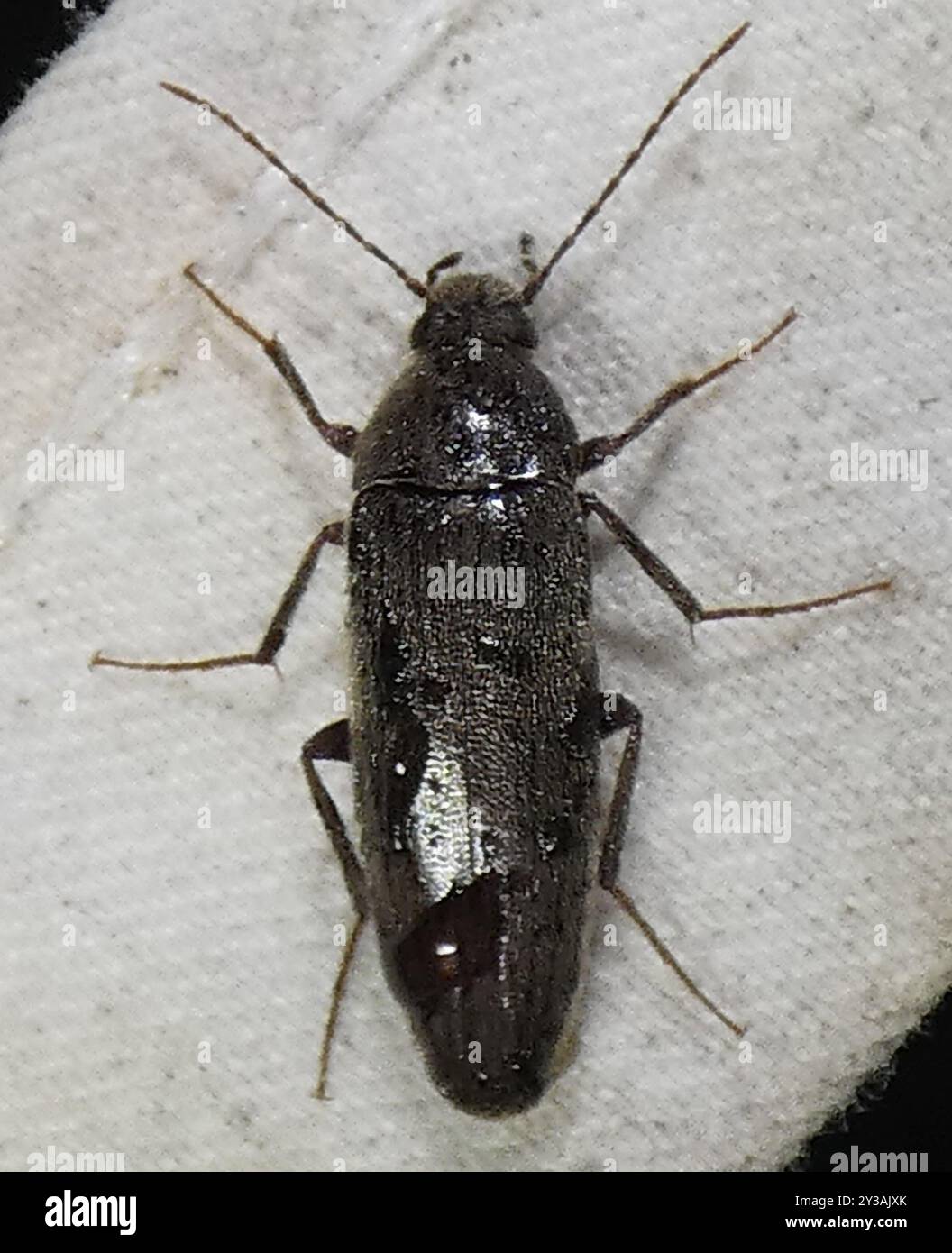 Punctate Synchronized Bark Beetle (Synchroa punctata) Insecta Stock ...