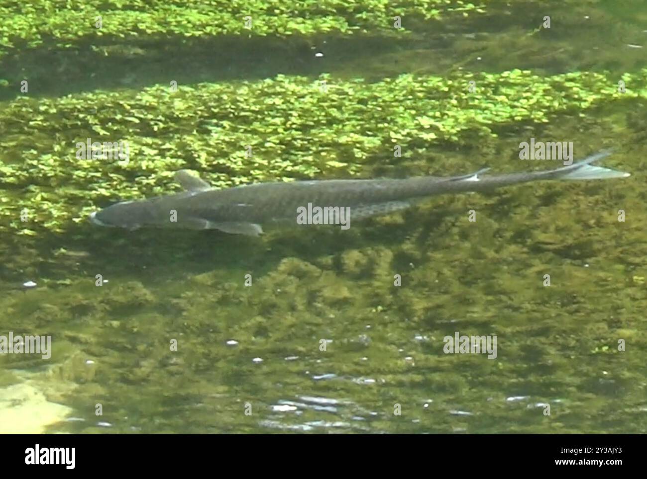 Mullets (Mugilidae) Actinopterygii Stock Photo - Alamy