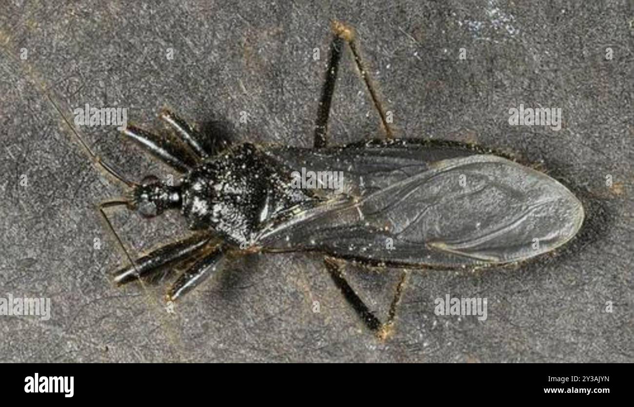 Masked Hunter (Reduvius personatus) Insecta Stock Photo - Alamy