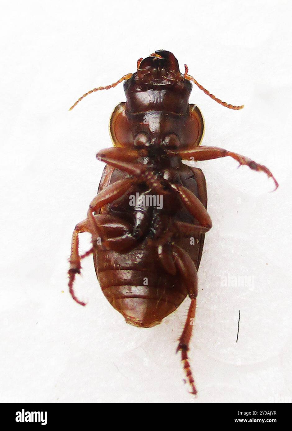 Marsh Ground Beetle (Bradybaenus opulentus) Insecta Stock Photo - Alamy