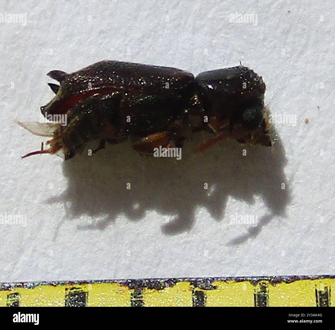 Auger Beetles (Bostrichidae) Insecta Stock Photo - Alamy