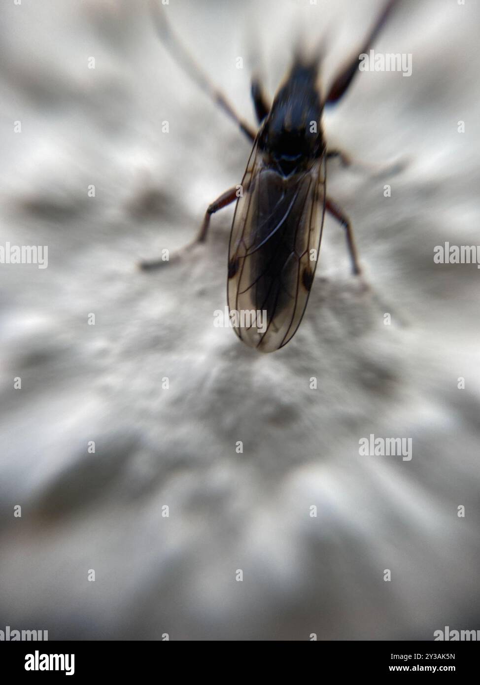 March Flies (Bibionidae) Insecta Stock Photo - Alamy