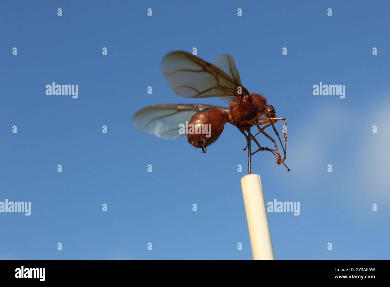 Atta Leaf-cutter Ants (Atta) Insecta Stock Photo - Alamy