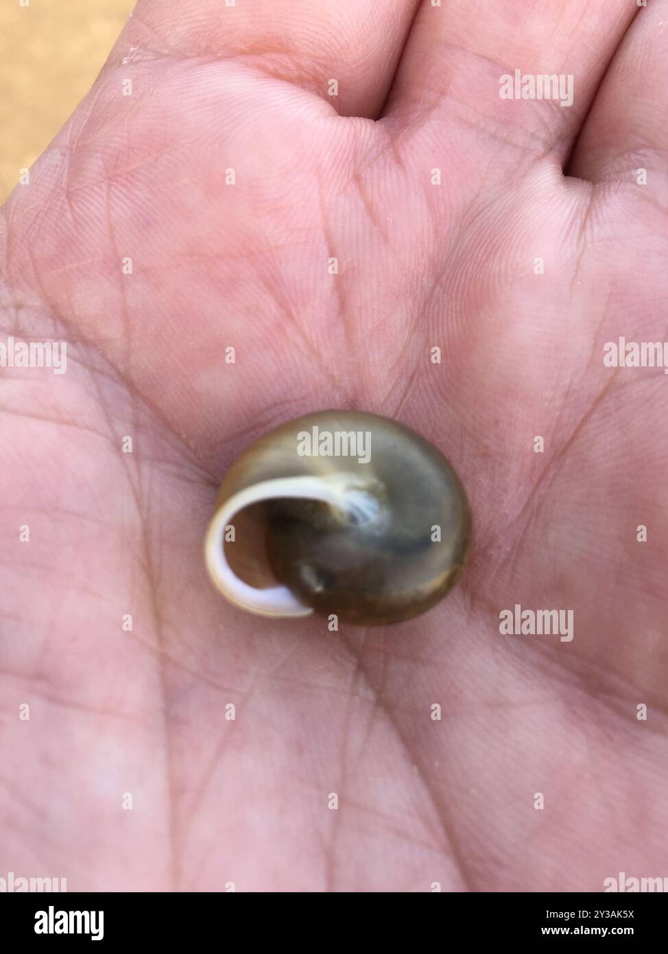 Globe Snails (Mesodon) Mollusca Stock Photo - Alamy