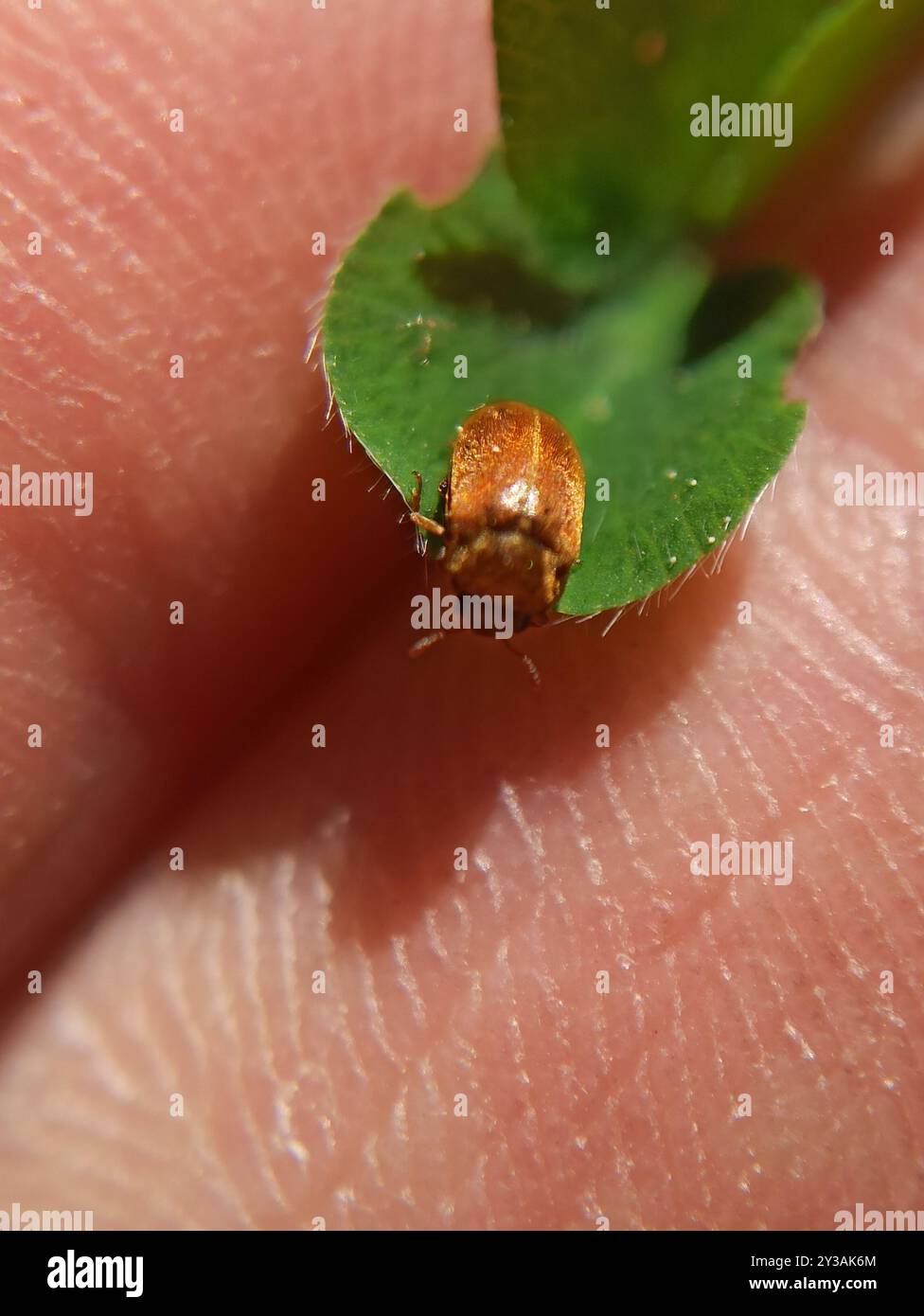 Raspberry Beetle (Byturus tomentosus) Insecta Stock Photo - Alamy