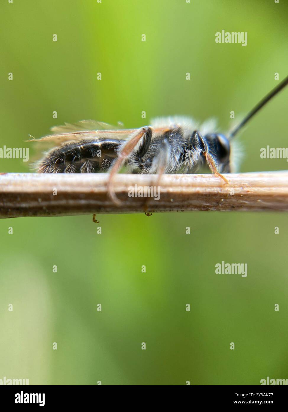 Mining Bees (Andrena) Insecta Stock Photo - Alamy