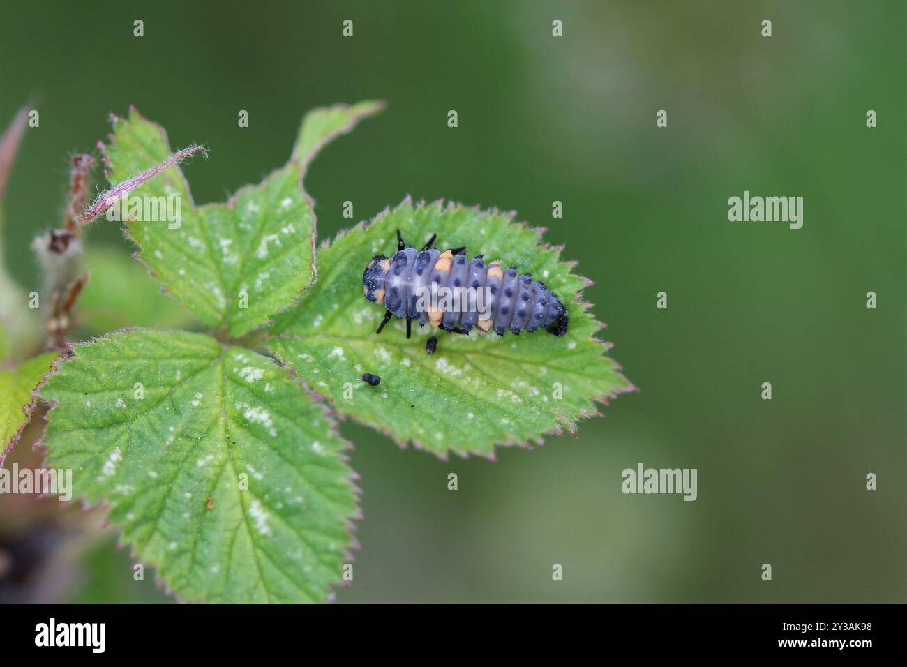 Seven-spotted Lady Beetle (Coccinella septempunctata) Insecta Stock ...