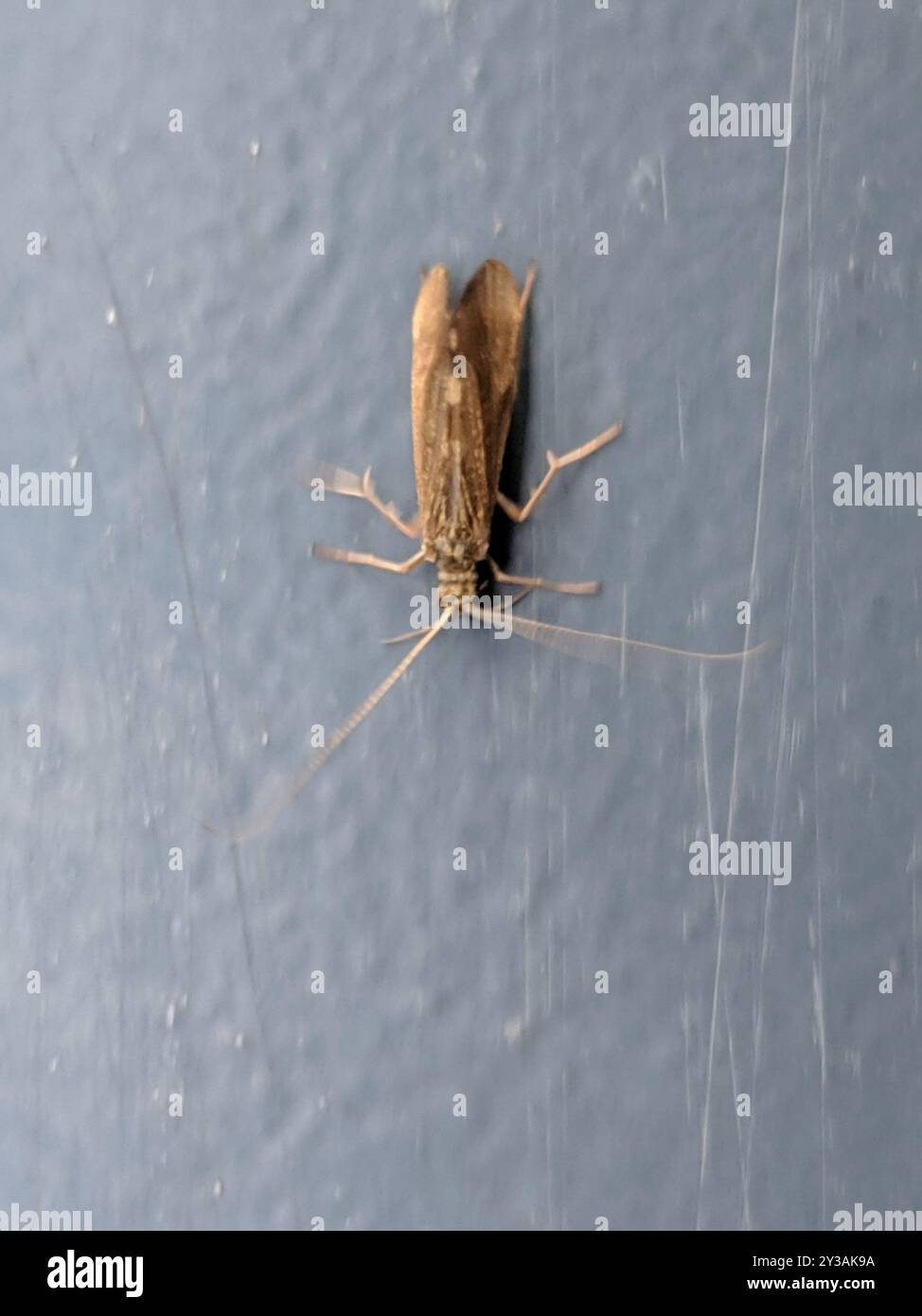 Net-spinning Caddisflies (Hydropsychidae) Insecta Stock Photo - Alamy