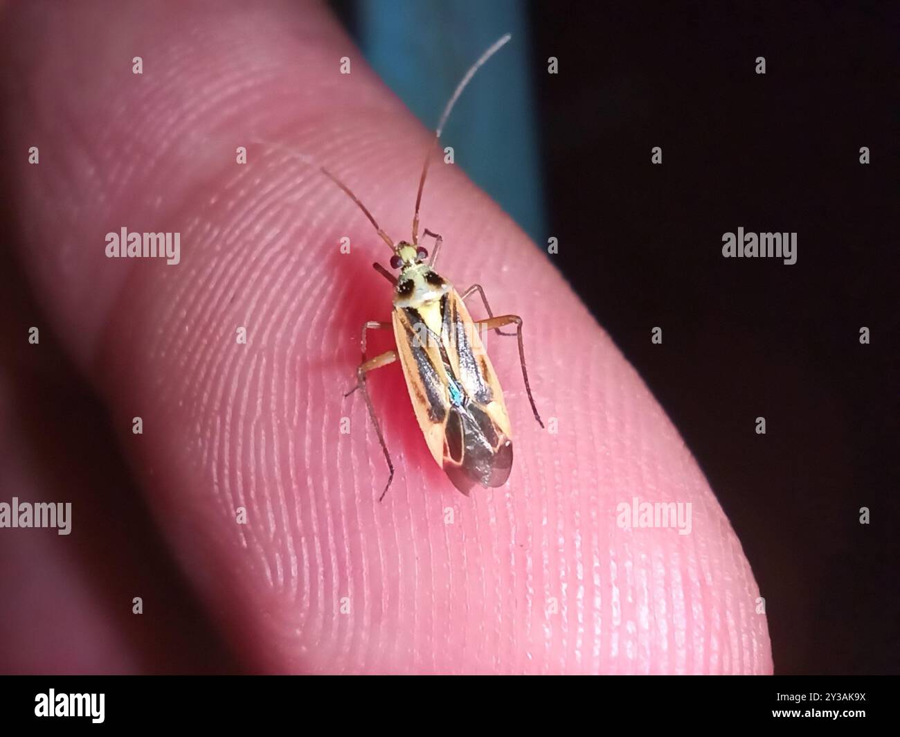 Two-spotted Grass Bug (Stenotus binotatus) Insecta Stock Photo - Alamy