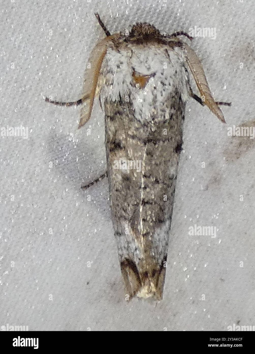 Pecan Carpenterworm Moth (Cossula magnifica) Insecta Stock Photo - Alamy