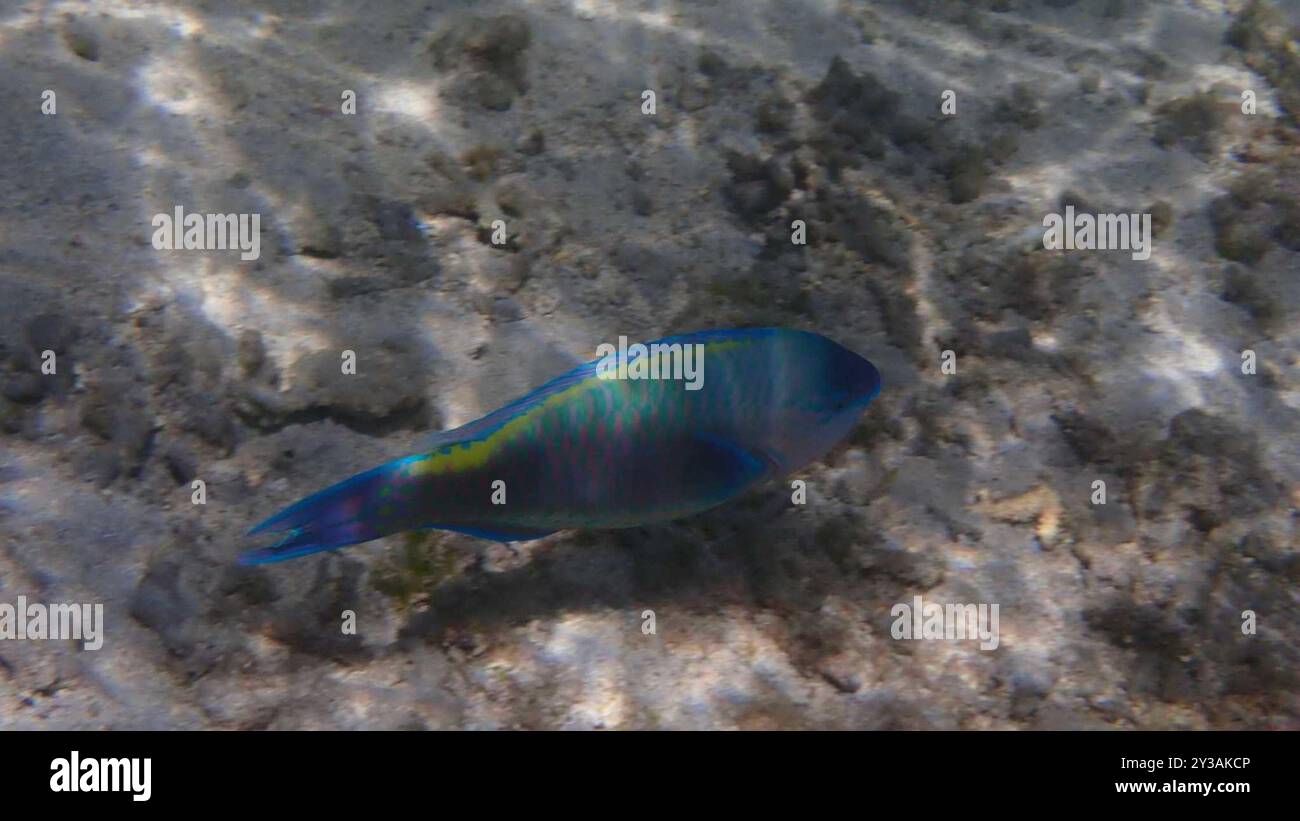 Palenose Parrotfish (Scarus psittacus) Actinopterygii Stock Photo - Alamy