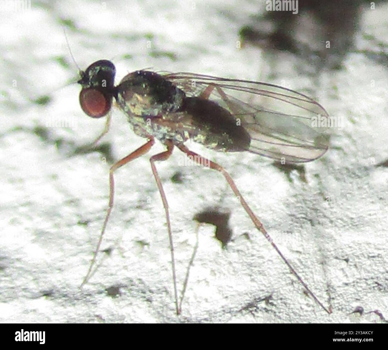 Woodpecker Flies (Medetera) Insecta Stock Photo - Alamy