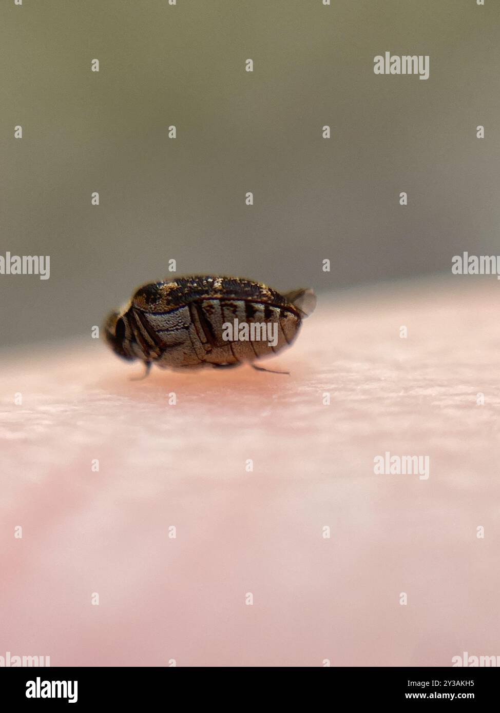 Museum Beetle (Anthrenus museorum) Insecta Stock Photo - Alamy