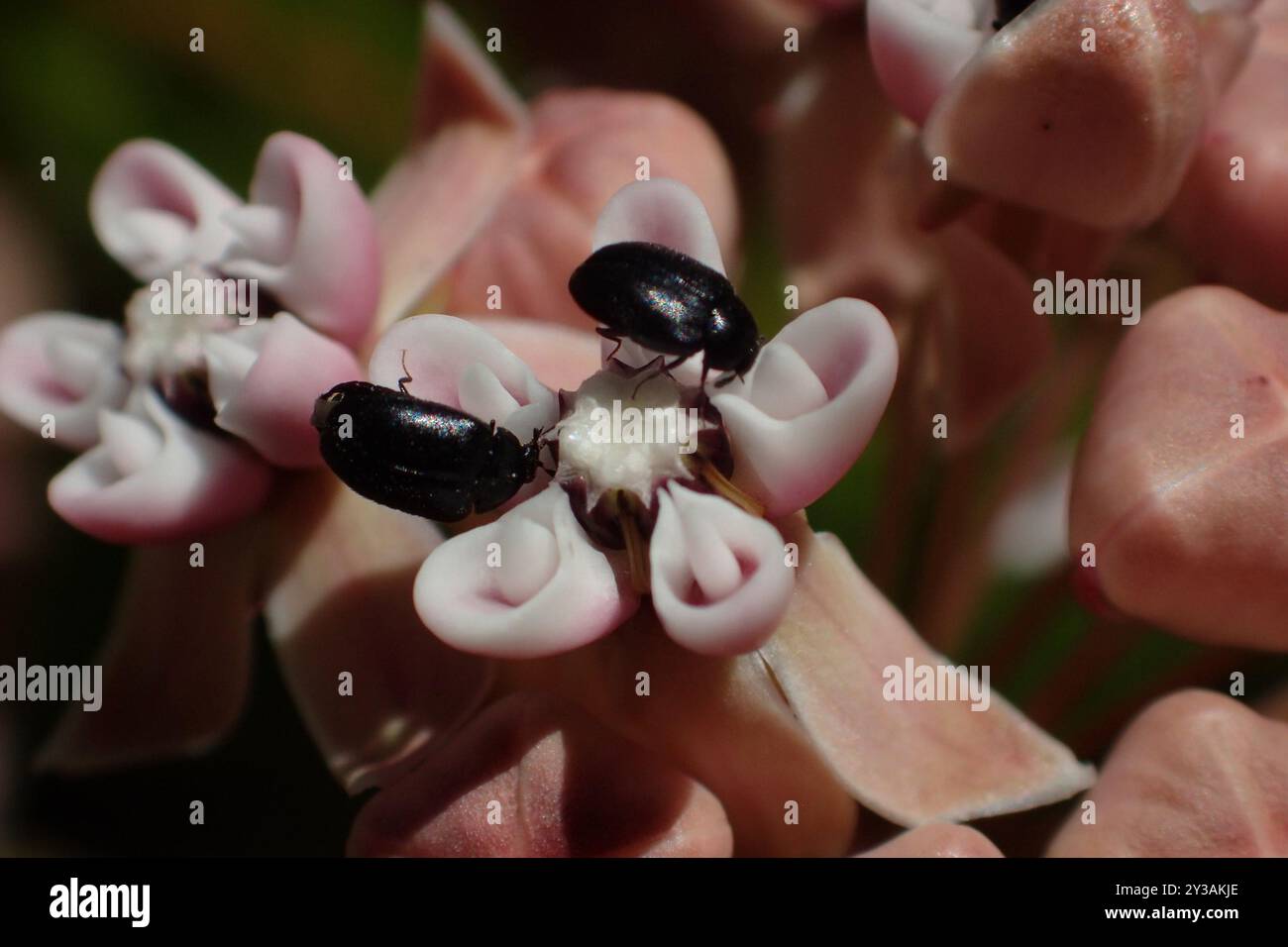 Beetles (Coleoptera) Insecta Stock Photo - Alamy