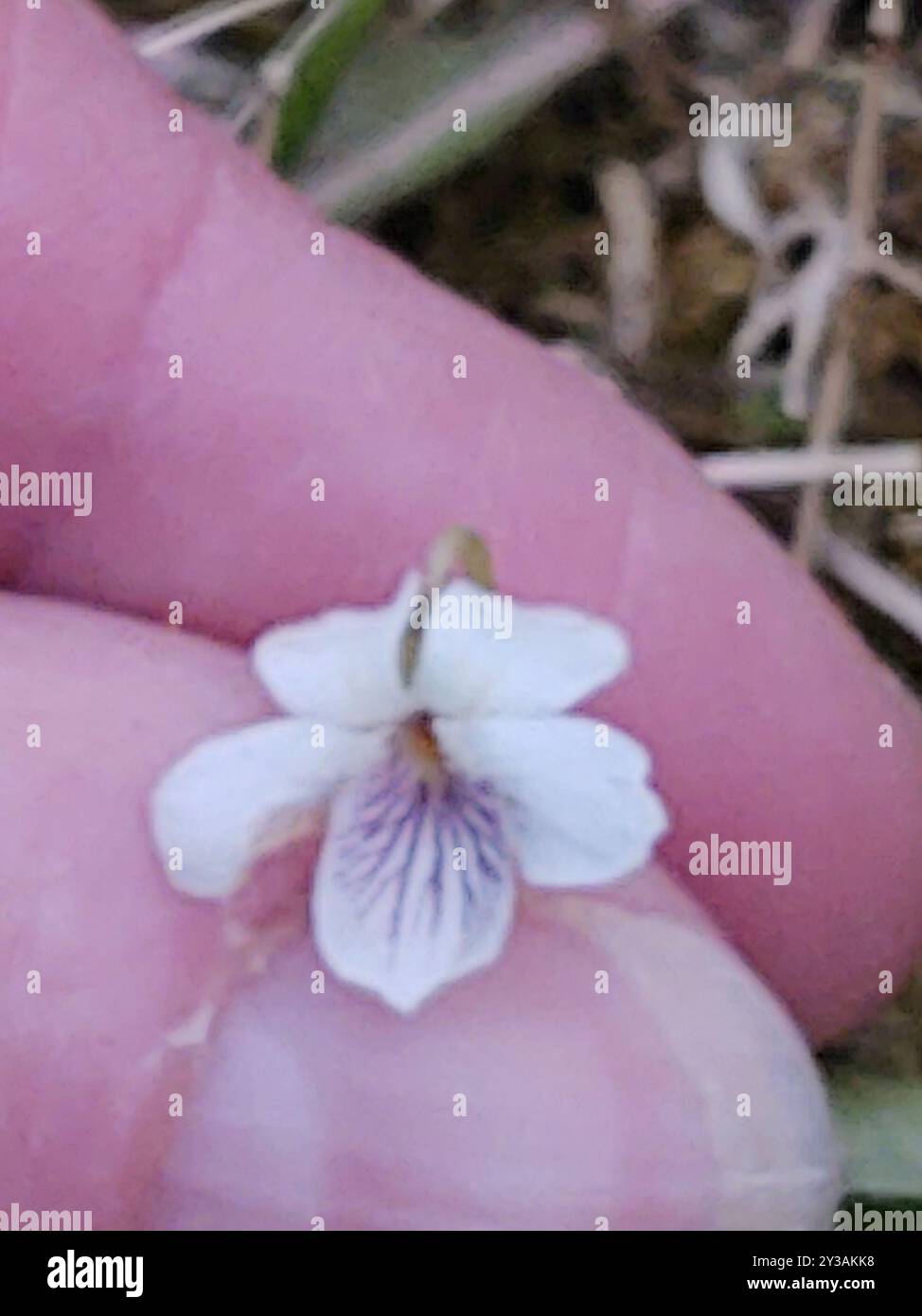 sweet white violet (Viola blanda) Plantae Stock Photo - Alamy