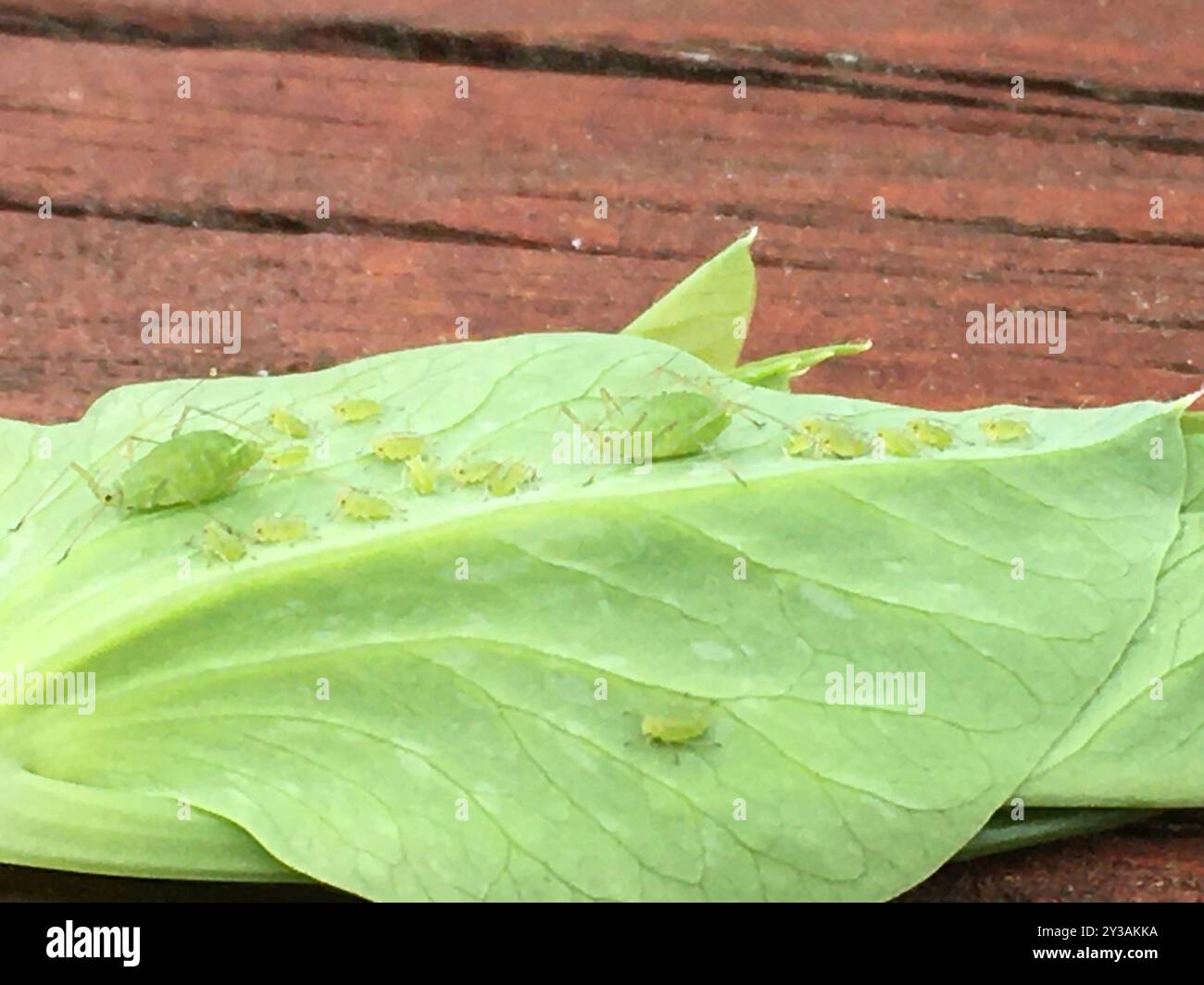 Pea Aphid (Acyrthosiphon pisum) Insecta Stock Photo - Alamy